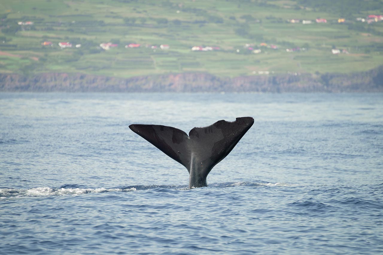 Whale Watching on the island of Faial | Peter Cafe Sport